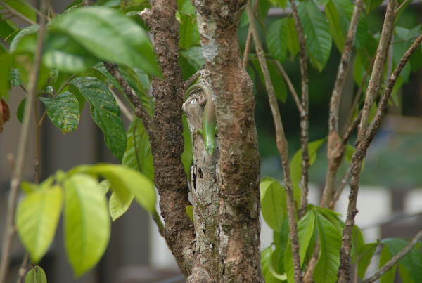 Bangkalang, Emerald Tree Skink | Project Noah