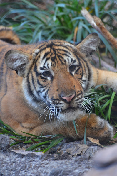 Malayan Tiger cub | Project Noah