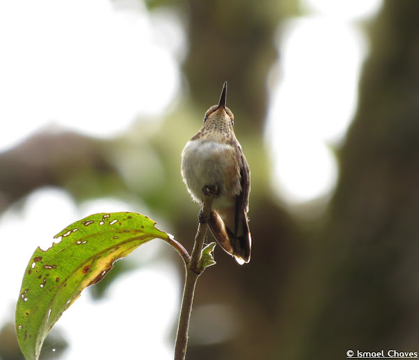 Volcano hummingbird (female) | Project Noah