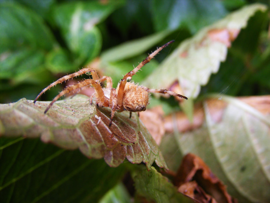 Garden Orb Weaving Spider | Project Noah