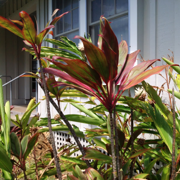 Red Ti Leaf | Project Noah