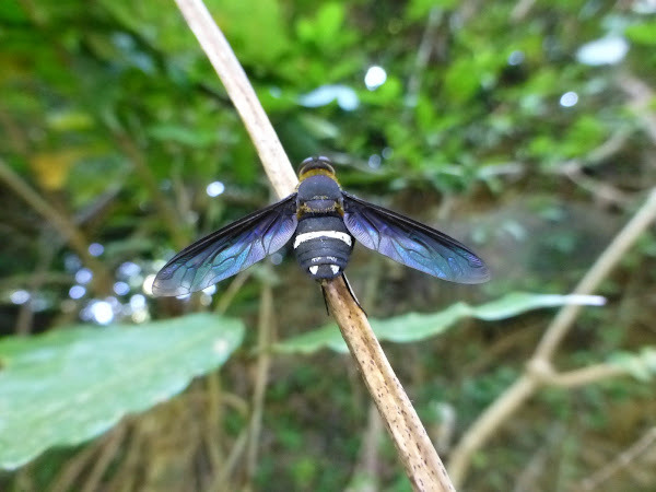 Bee-fly | Project Noah