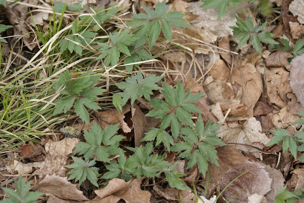 Virginia Waterleaf | Project Noah