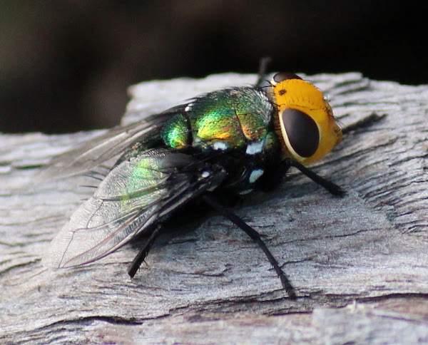 Snail Parasite Fly | Project Noah