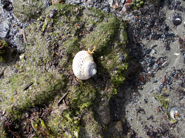 Mudflat top shell | Project Noah