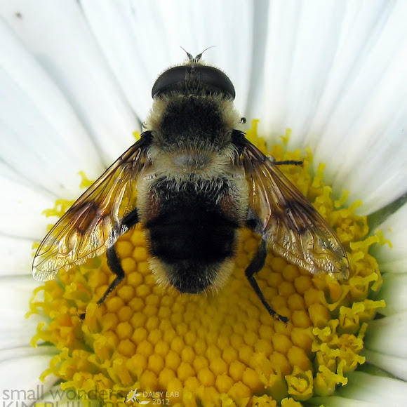 Syrphid Fly - female | Project Noah