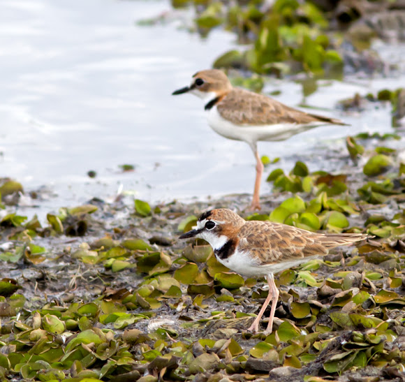 Collared Plover | Project Noah