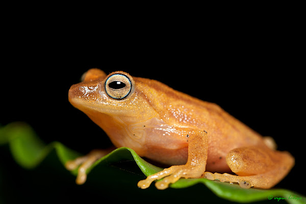 Blue-eyed Bush Frog | Project Noah