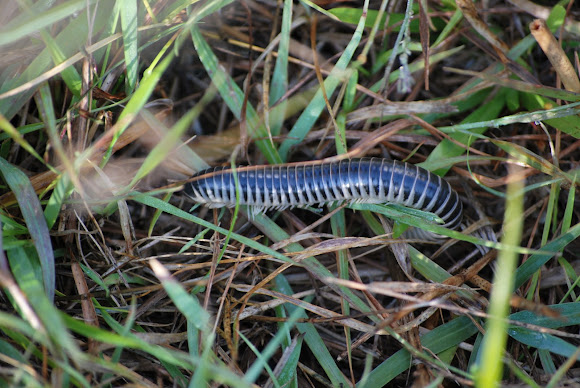 Florida Ivory Millipede | Project Noah