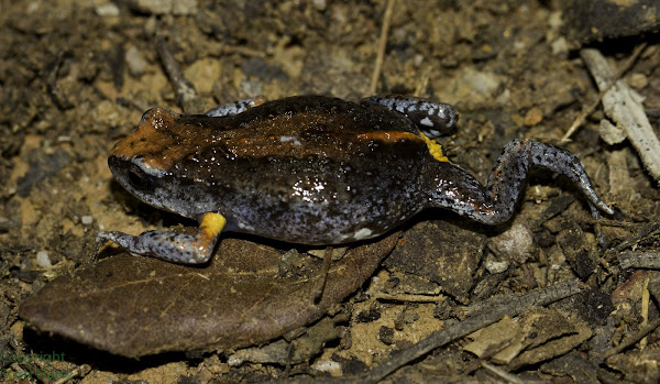 Magnificent Toadlet | Project Noah