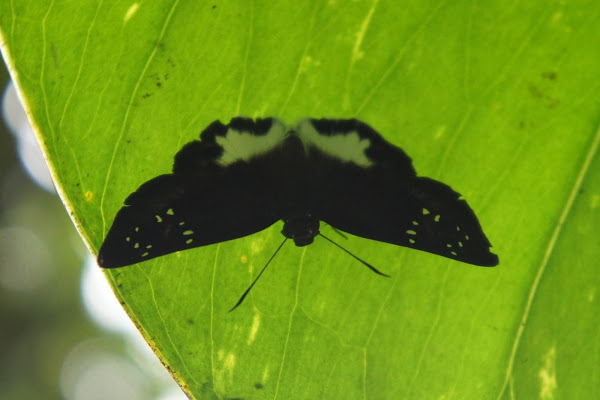 Snow Flat Skipper | Project Noah