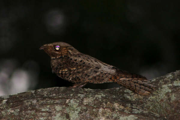 Goatsucker/nightjar | Project Noah