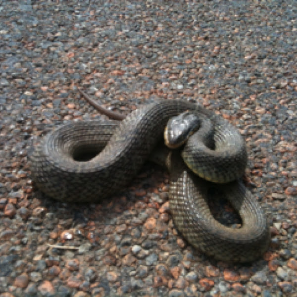 Blotched water snake | Project Noah