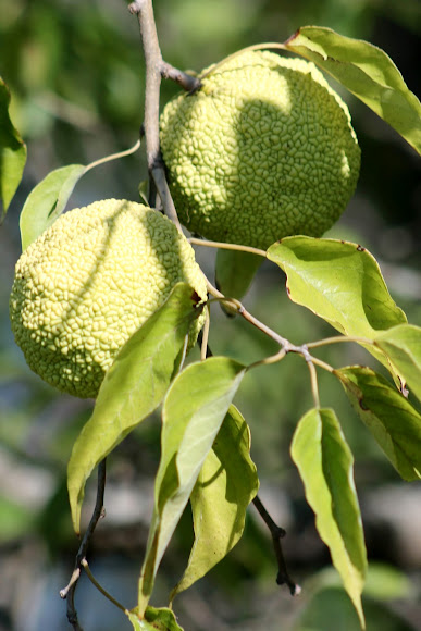 Osage Orange Tree - Hedgeapple | Project Noah