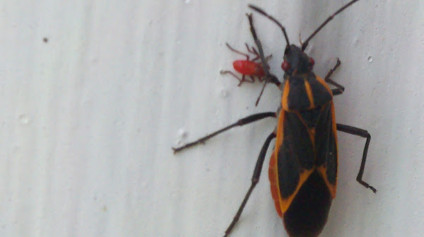 Eastern Box Elder Bug | Project Noah