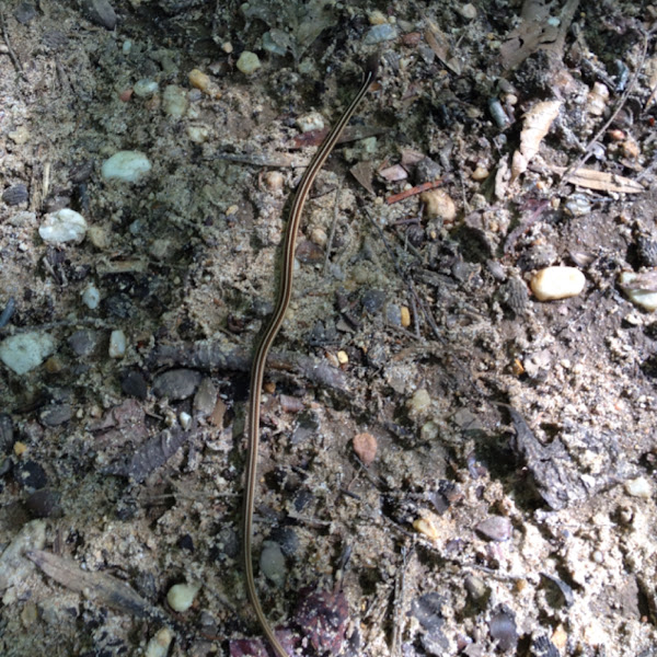 Eastern Ribbon Snake | Project Noah