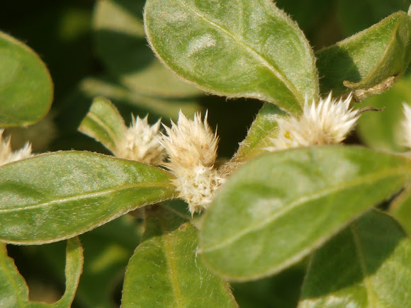 Calico Plant | Project Noah