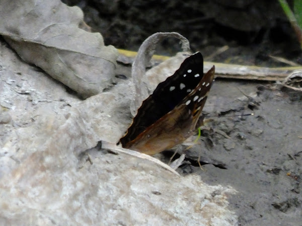 Agathina Emperor | Project Noah