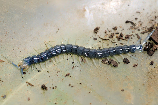 Orange Footed Centipede (Nymph) | Project Noah