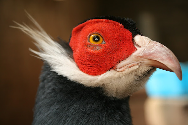 Faisán orejudo azul | Project Noah