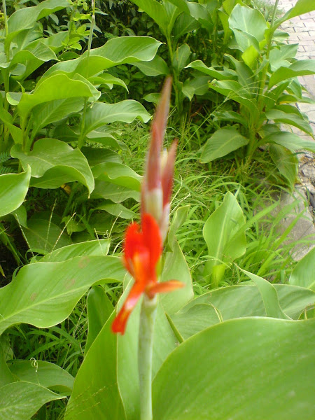 Kardali flower (Indian shot) | Project Noah