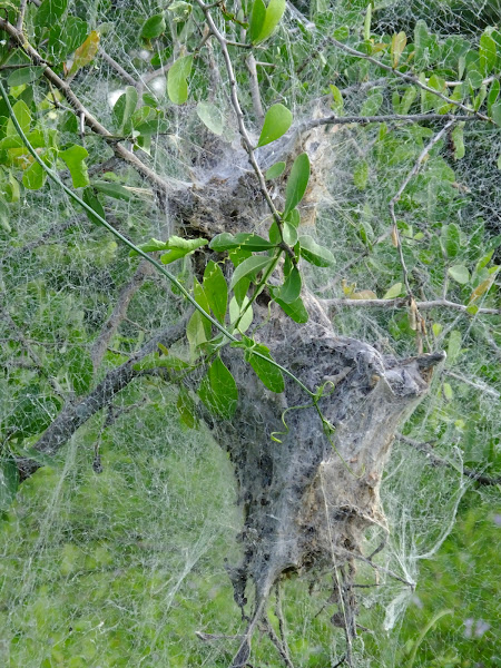 communal spider web | Project Noah