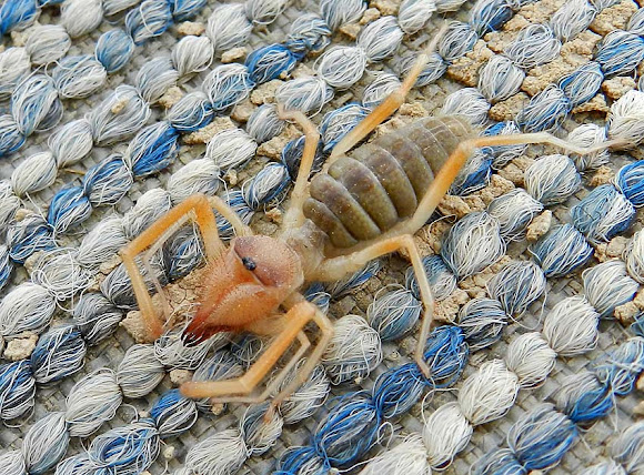 Sun Spider | Project Noah