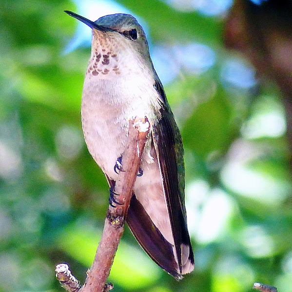 Anna's Hummingbird(Female) | Project Noah