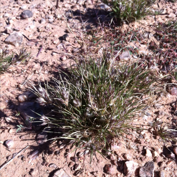 Fluff grass | Project Noah