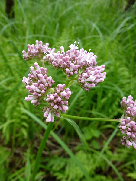 Echter Baldrian / Garden Valerian | Project Noah