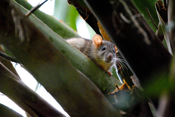 Eastern Wood Rat | Project Noah