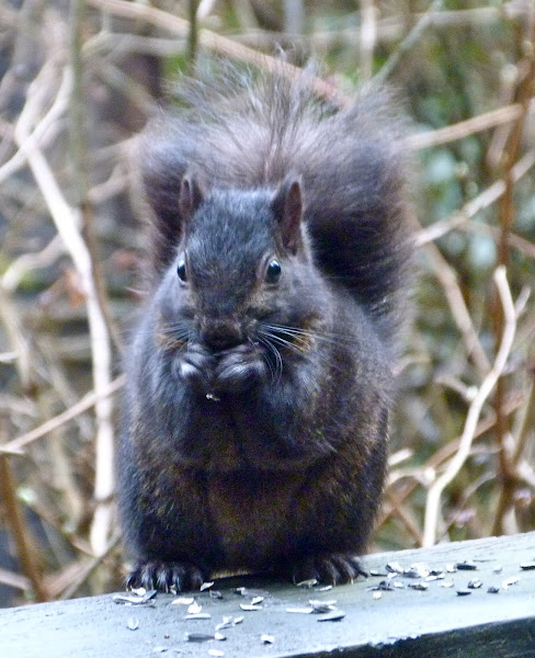 Melanistic gray squirrel | Project Noah