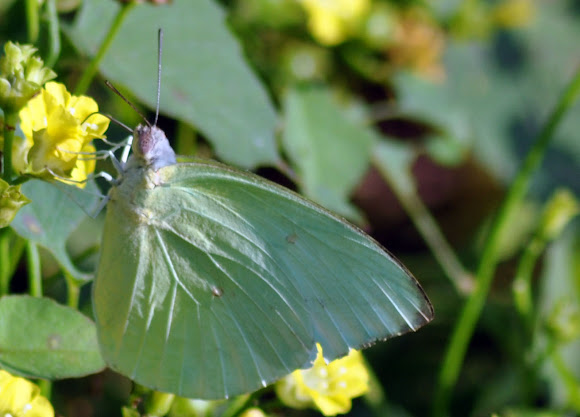 Lemon Emigrant | Project Noah