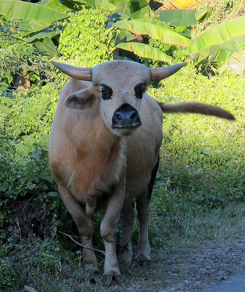 Mithun, the Gayal | Project Noah