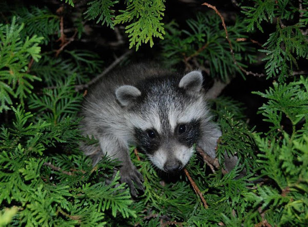 Common raccoon | Project Noah