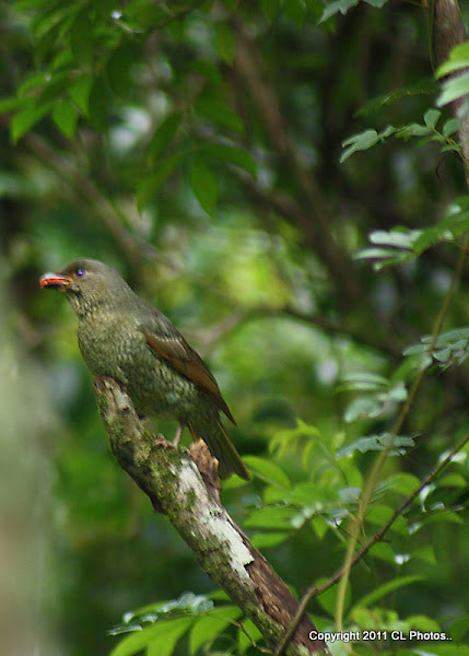 Green Catbird | Project Noah