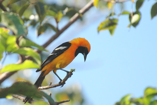 Altimira Oriole | Project Noah