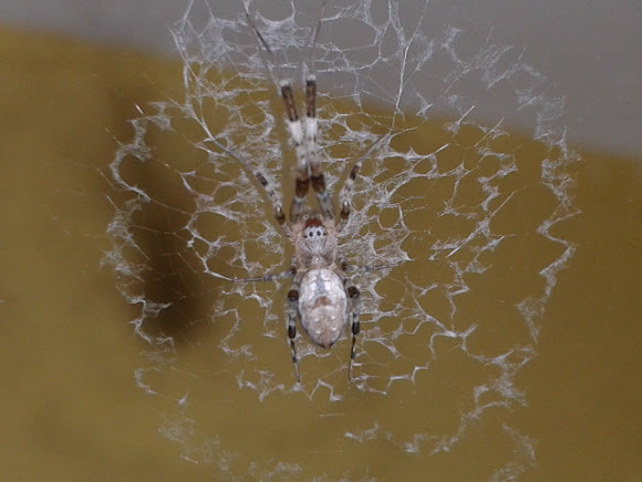 Grey House Spider | Project Noah