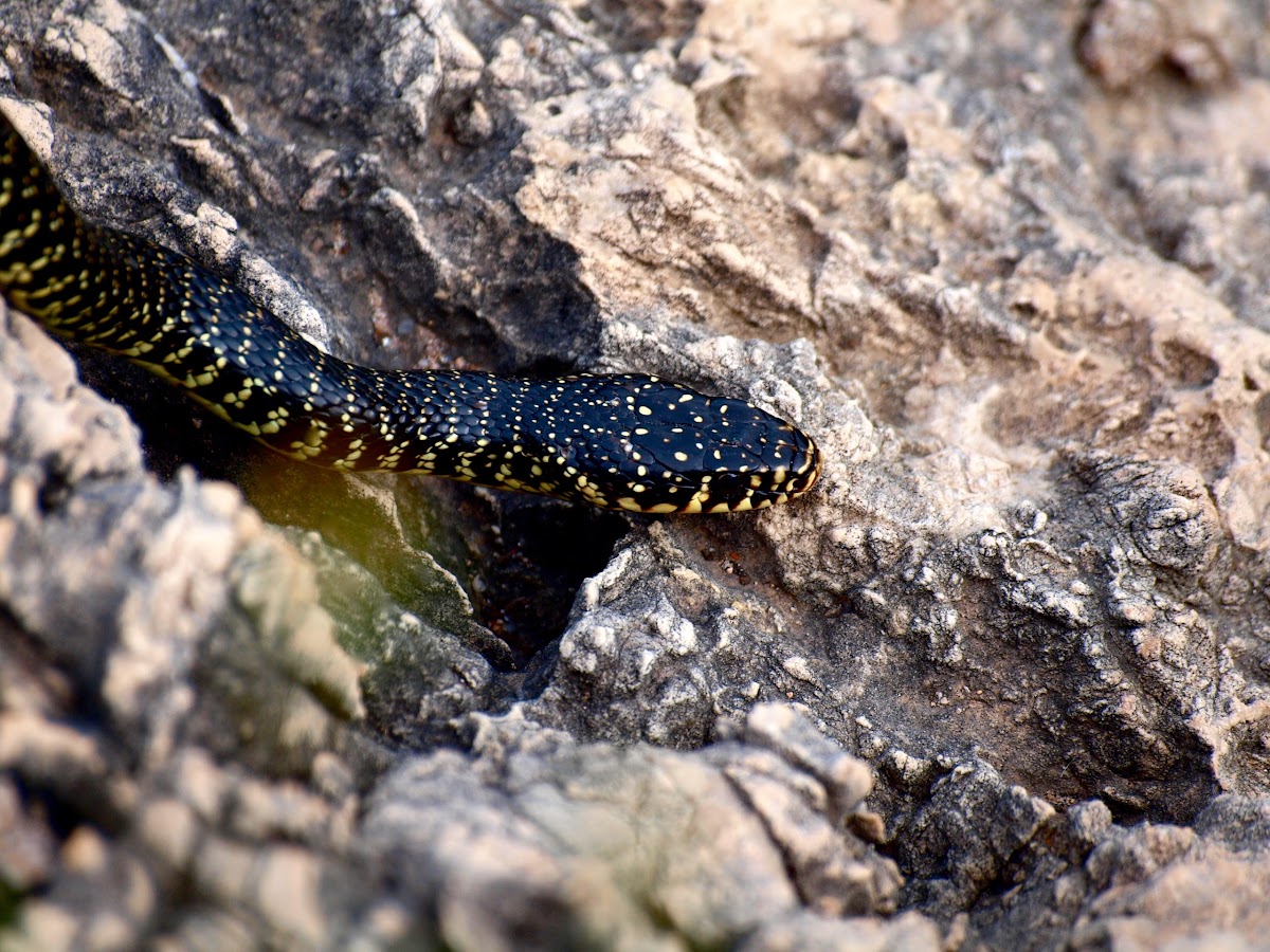 Western wip snake | Project Noah