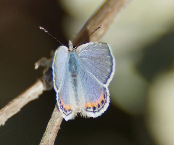 Acmon Blue Butterfly | Project Noah