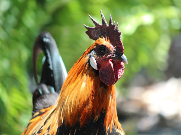 Rooster | Project Noah