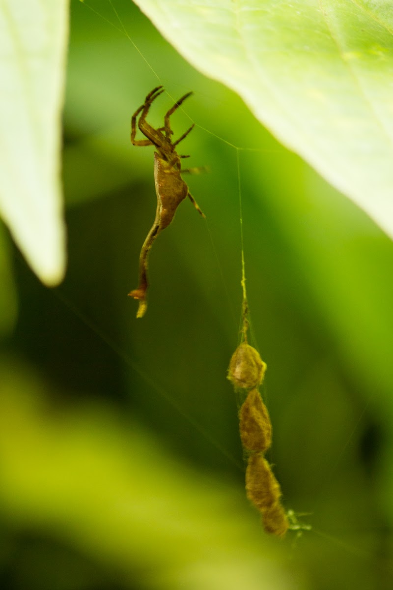 Scorpion-tailed spider | Project Noah