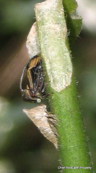 Cow Bug | Project Noah