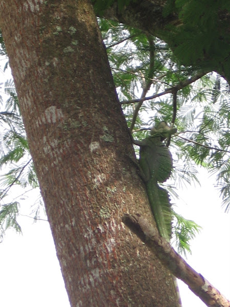 Plumed Basilisk | Project Noah