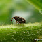 Small Weevil | Project Noah