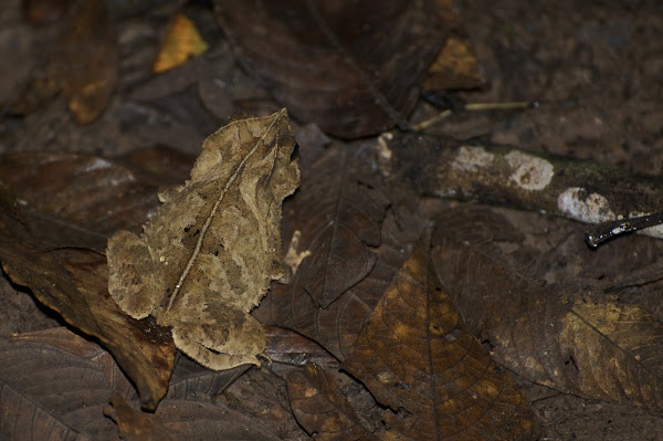 Crested Forest Toad | Project Noah