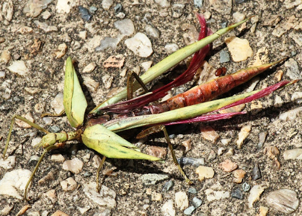 Pink-winged Phasma | Project Noah