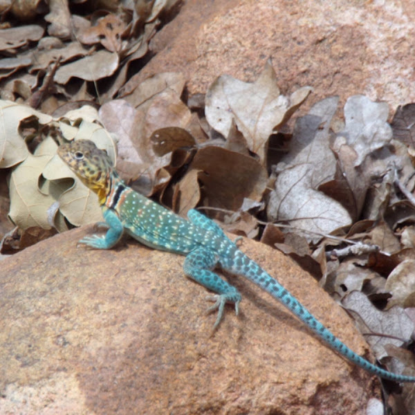 Collard lizard | Project Noah