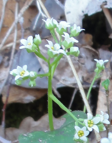 Early Saxifrage | Project Noah