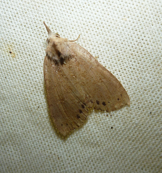 Snout-nosed Moth | Project Noah